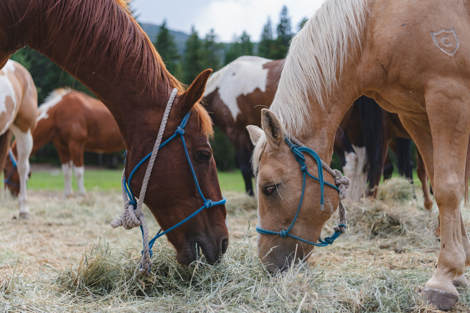 Celebrating 50 Years of Farrier Excellence | Cheley Colorado Camps